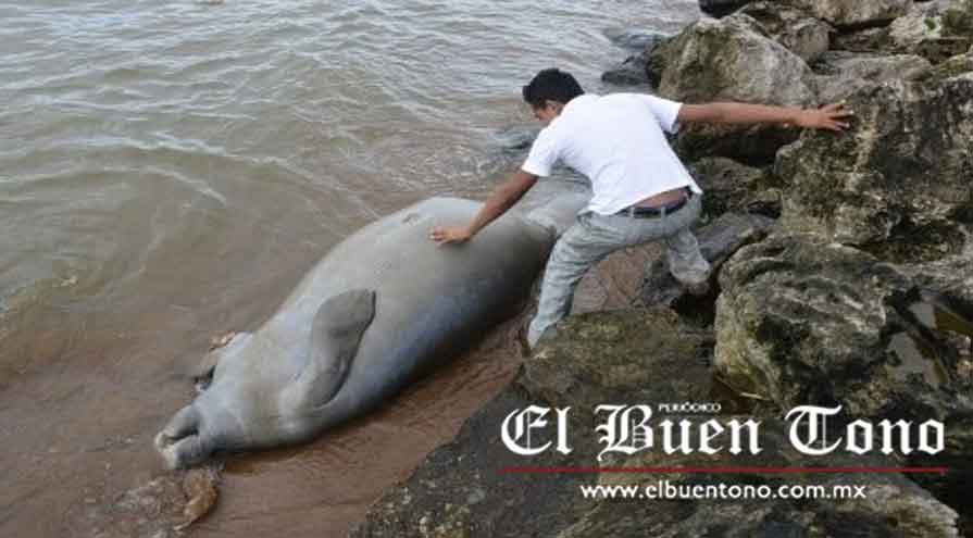 Revelan Causa De Muerte De Manatíes El Buen Tono