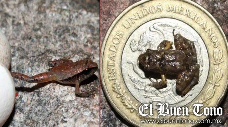 Descubren en México 6 nuevas especies de ¡ranas miniatura! - El Buen Tono