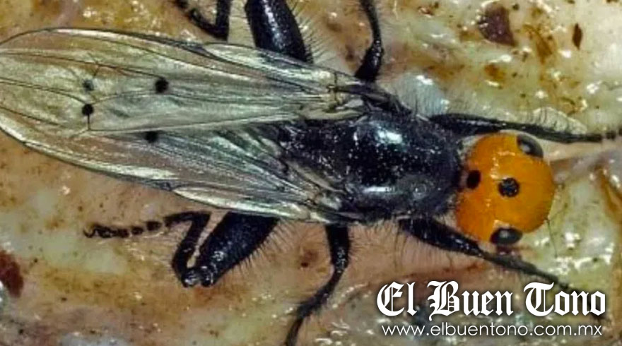 Mosca 'carnívora' es vista en Francia, se creía extinta