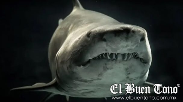 Descubren fósil de un gigantesco tiburón prehistórico en Océano Índico