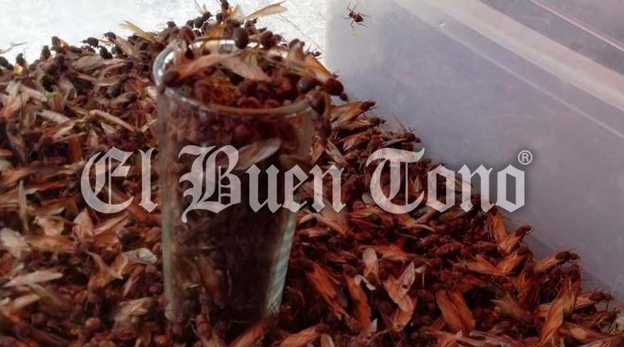 Con lluvias salen las primeras chicatanas en la zona, el kilo llega ...