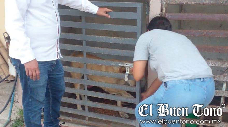 Atentan contra mascota ‘cobacho’, subdirectora del Cobaev lo quiere ...