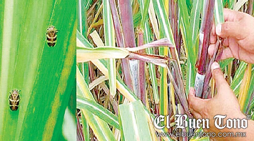 La mosca pinta amenaza cañales, advierten expertos - El Buen Tono