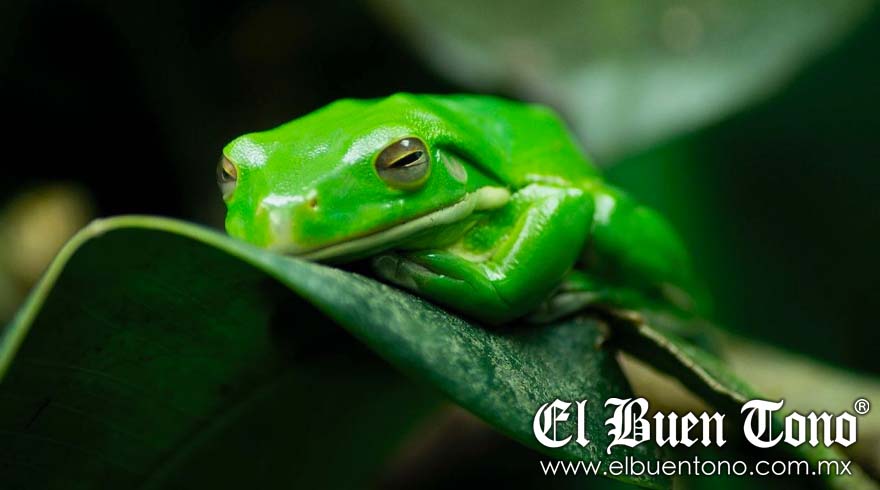 Estrategias sorprendentes en la reproducción de ranas europeas: Cómo ...