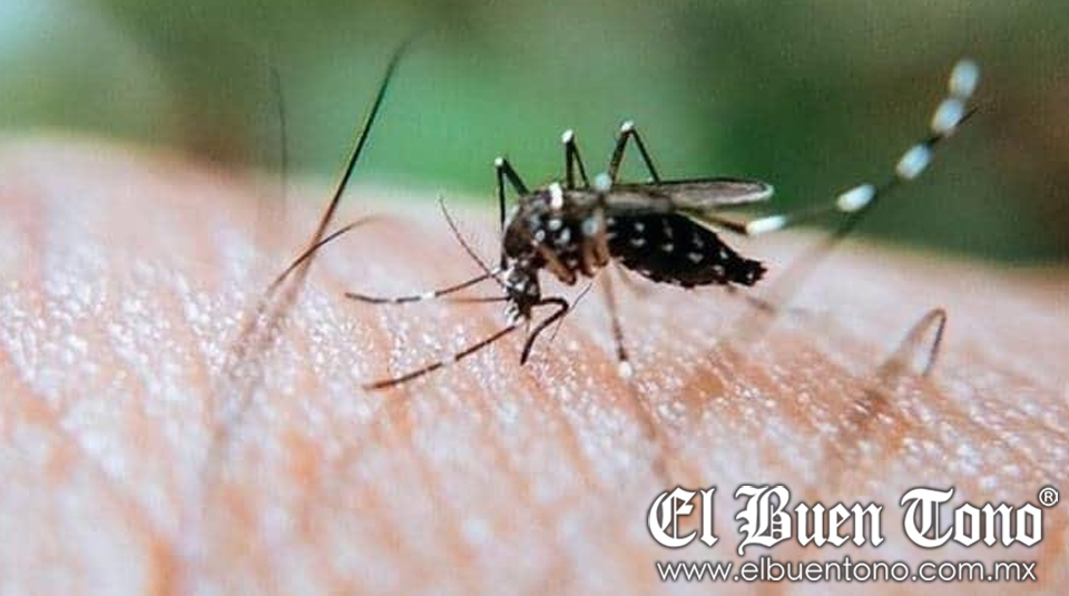 Se Registran Más De 500 Contagios Semanales De Dengue En Veracruz