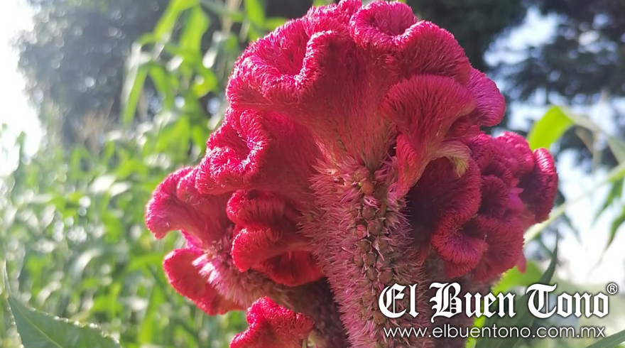 El encanto del Moco de Pavo: La flor emblemática del Día de Muertos en ...