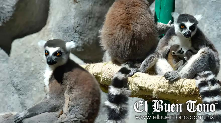 Nacimiento especial en el acuario Michin: Conoce al pequeño lémur - El Buen Tono