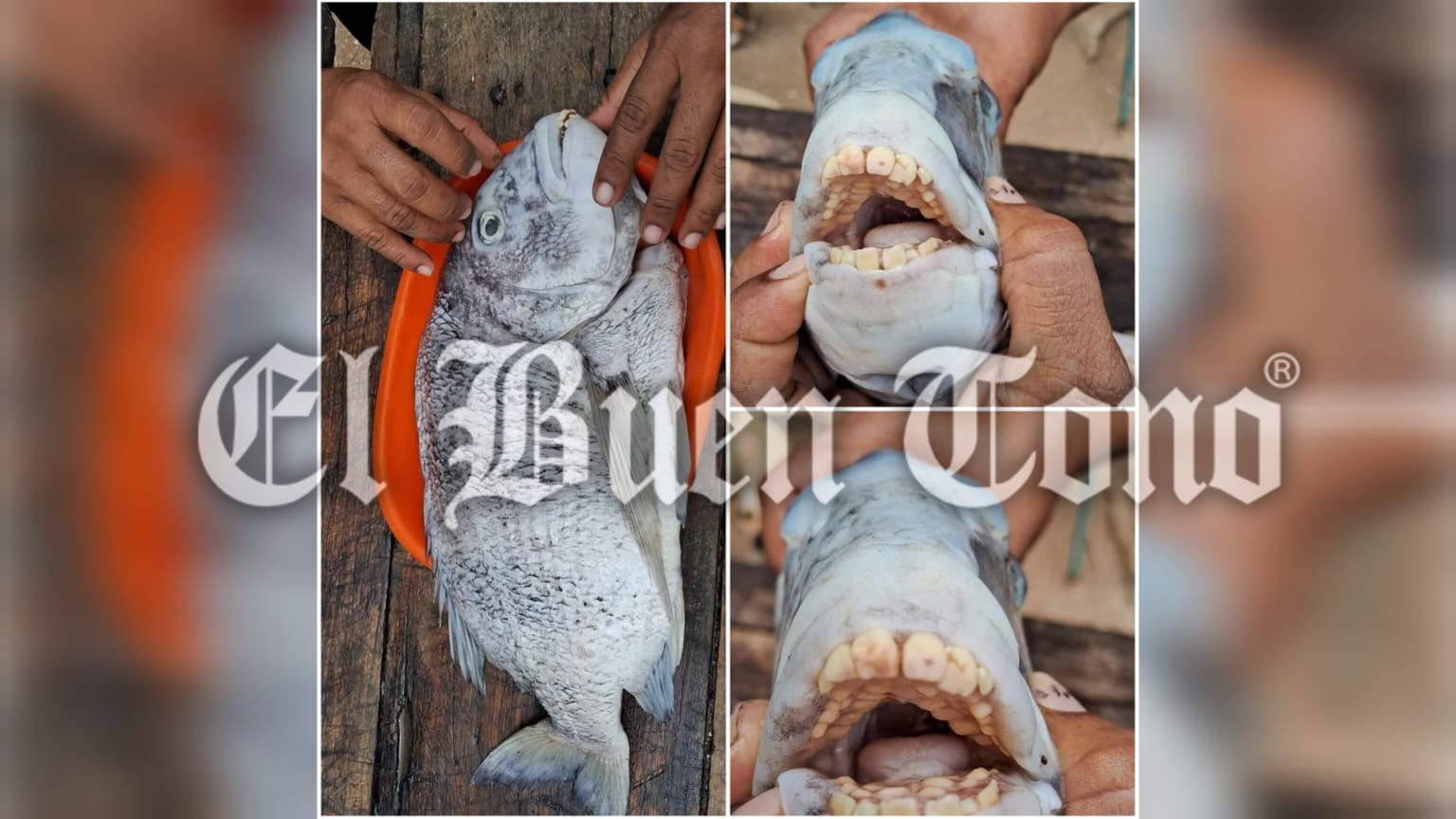 Extraño pez con dientes humanos aparece al sur de Veracruz - El Buen Tono