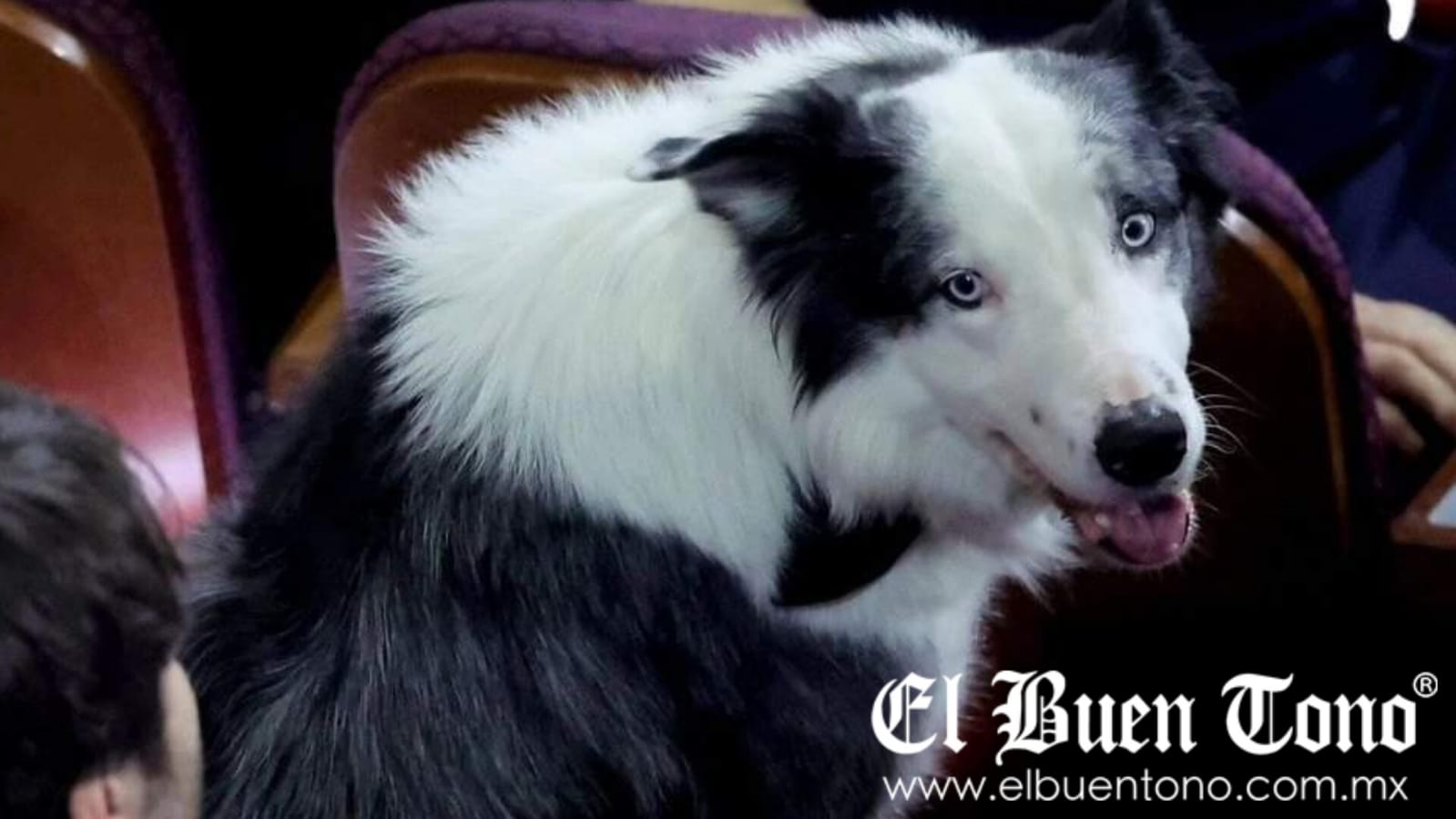 Messi, el perro actor que llegó a los Premios Oscar - El Buen Tono