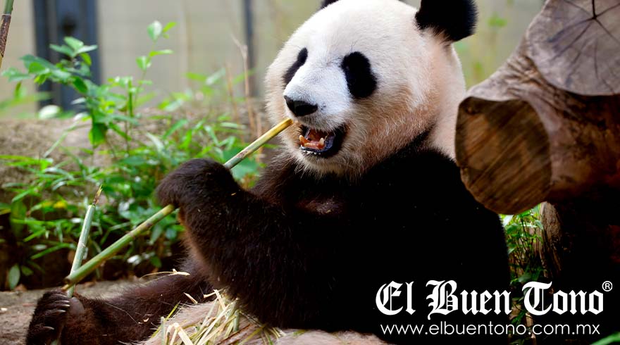 Datos curiosos que no conocías sobre los osos panda - El Buen Tono