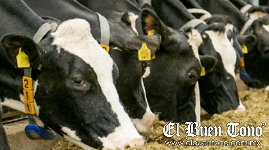 La OMS alerta sobre ‘epizootia’ mundial por gripe aviar H5N1 detectada ...