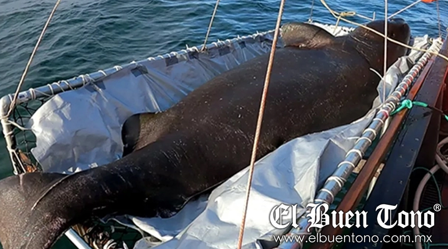 NOAA revela nuevos datos sobre el misterioso tiburón dormilón del ...