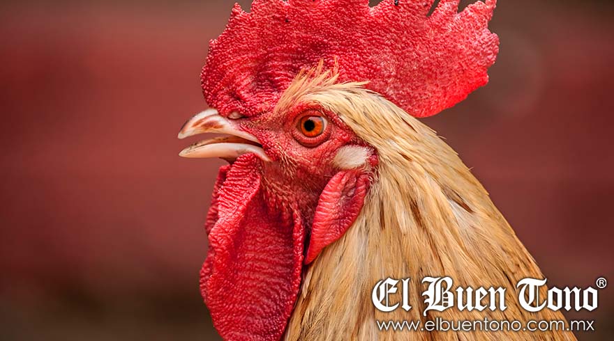 OMS alerta sobre 'epizootia mundial' de gripe aviar - El Buen Tono