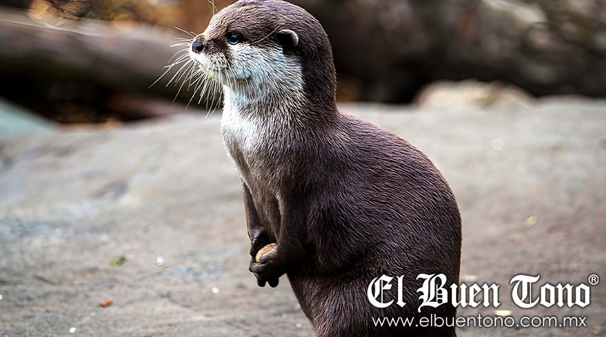 Día Mundial de la Nutria: Celebrando y protegiendo a un gran aliado acuático - El Buen Tono