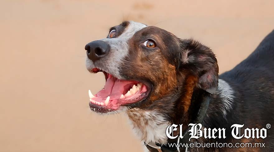 Día Mundial del Perro Sin Raza: Celebrando la diversidad canina - El ...
