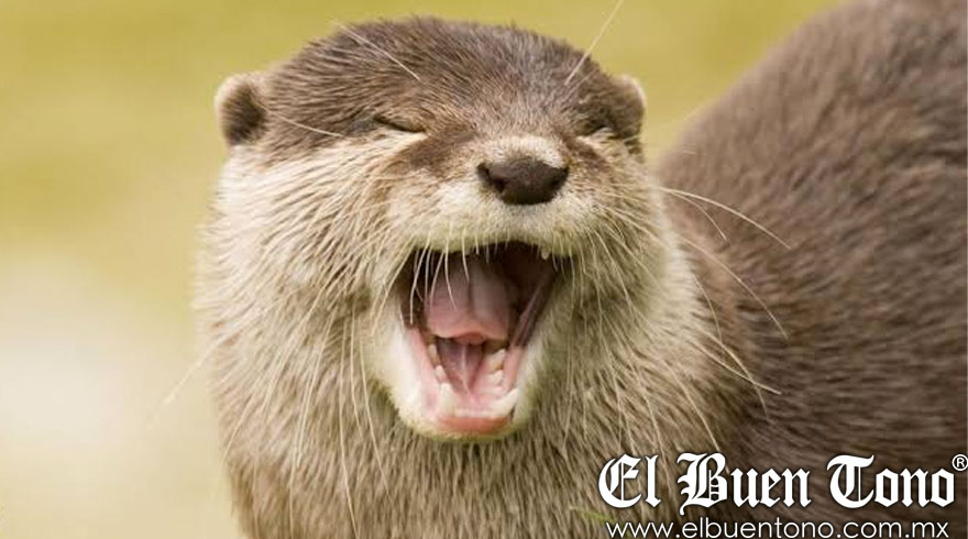 La nutria de río: Un tesoro en peligro de extinción