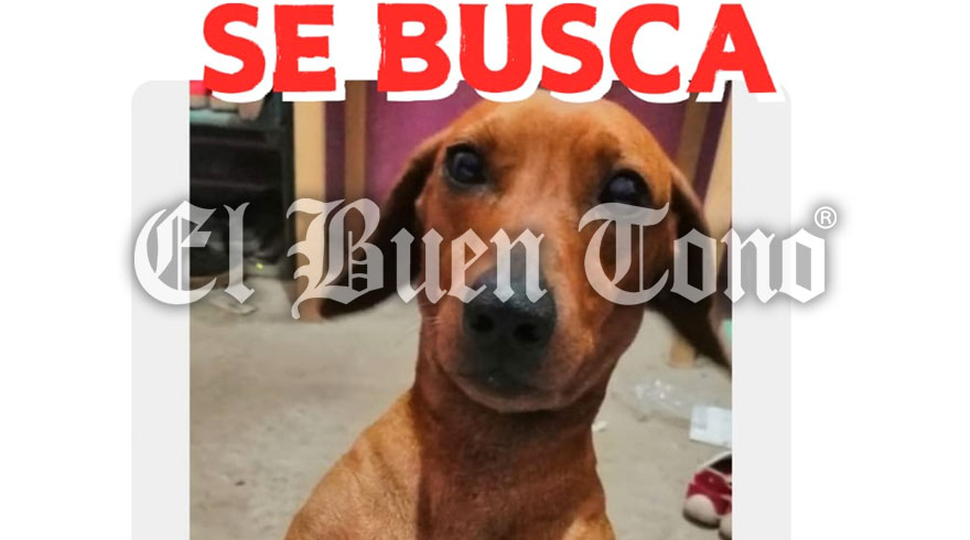 Se busca perrito desaparecido en Córdoba: Dueños ofrecen recompensa ...