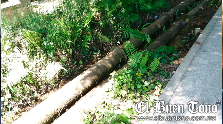 Autoridades de Mendoza presumen rescate de Ahuehuetes pero ignoran la ...