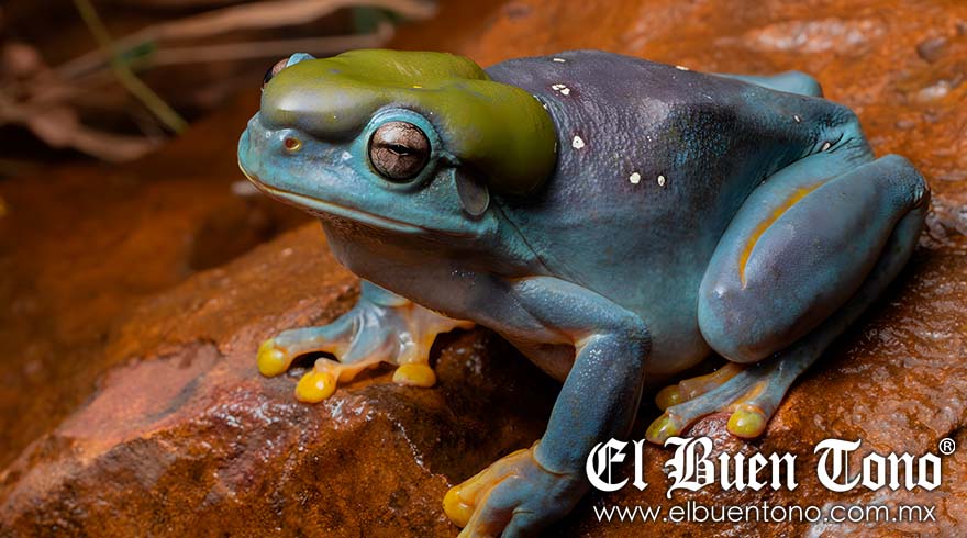 Descubren una rara rana azul brillante en Australia - El Buen Tono