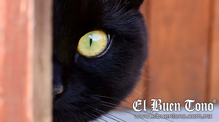 ¿A dónde van los gatos cuando se salen de su casa? ¡Descúbrelo aquí ...