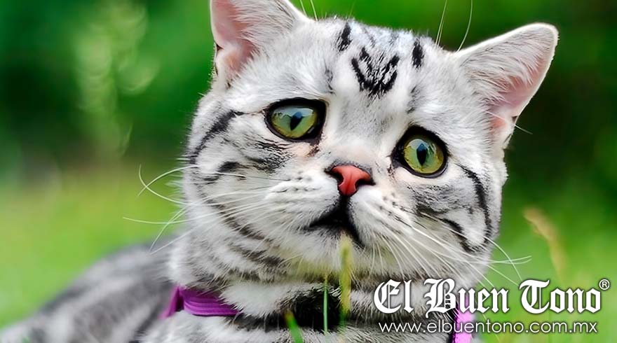 ¿Los gatos sufren por la muerte de sus compañeros? Un estudio revela la ...
