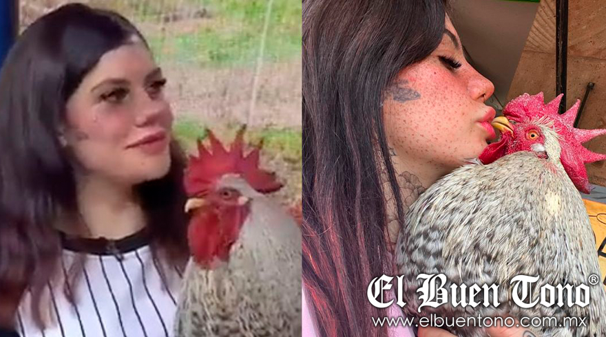 Fallece Daniel el Gallo: la mascota viral que conquistó TikTok y "Venga ...