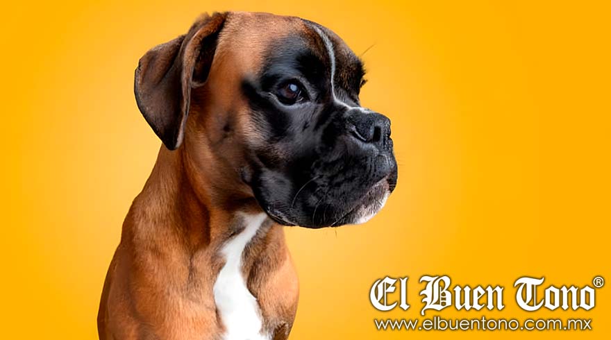 ¿Buscas un compañero de amor incondicional? Conoce a los perros más ...