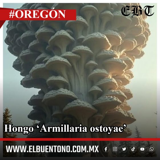 El ser vivo más grande del planeta es un hongo gigante en Oregón - El ...