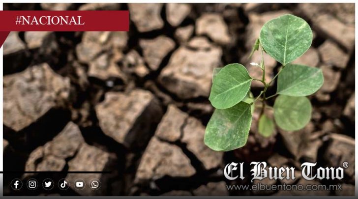 ¿Cuáles son los estados más afectados por la sequía en México en 2025?