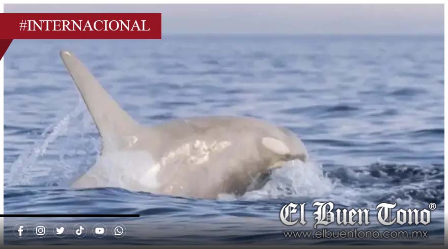 Fotógrafo captura la aparición de una rara orca albina en Japón